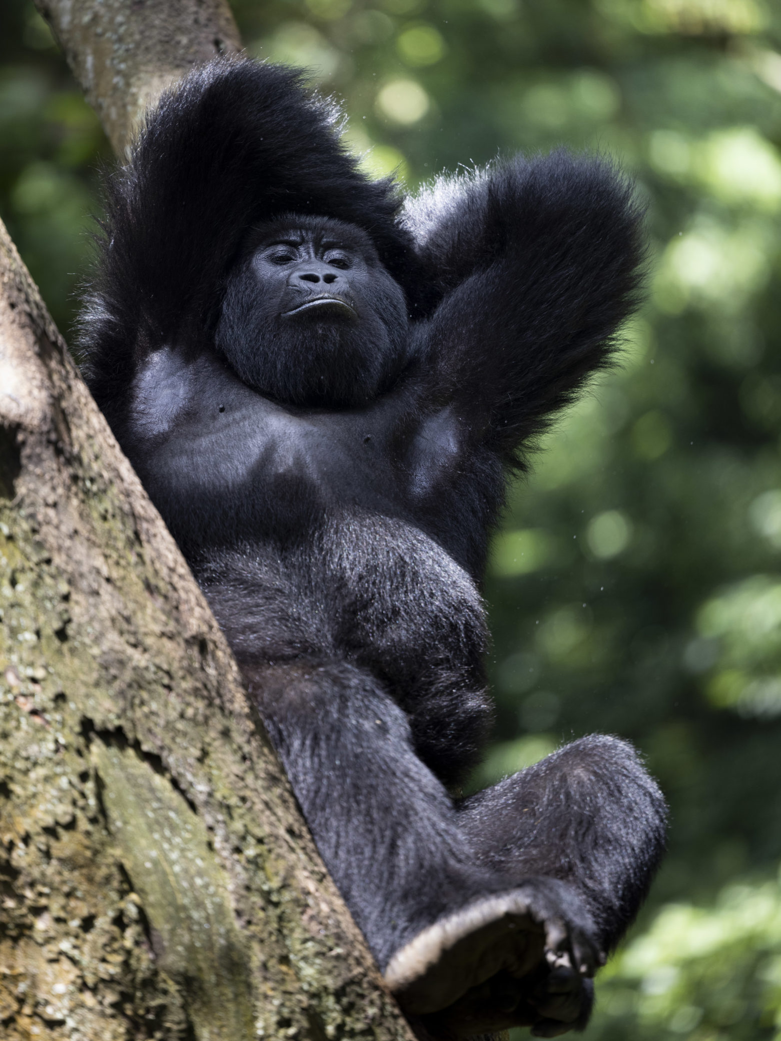 Mikeno Mist Package | Visit Virunga National Park